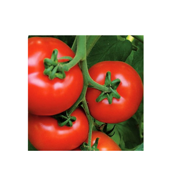 Recomandare pentru fermieri: Seminte tomate ALAMINA F1 | | BEERUNIVERSITY